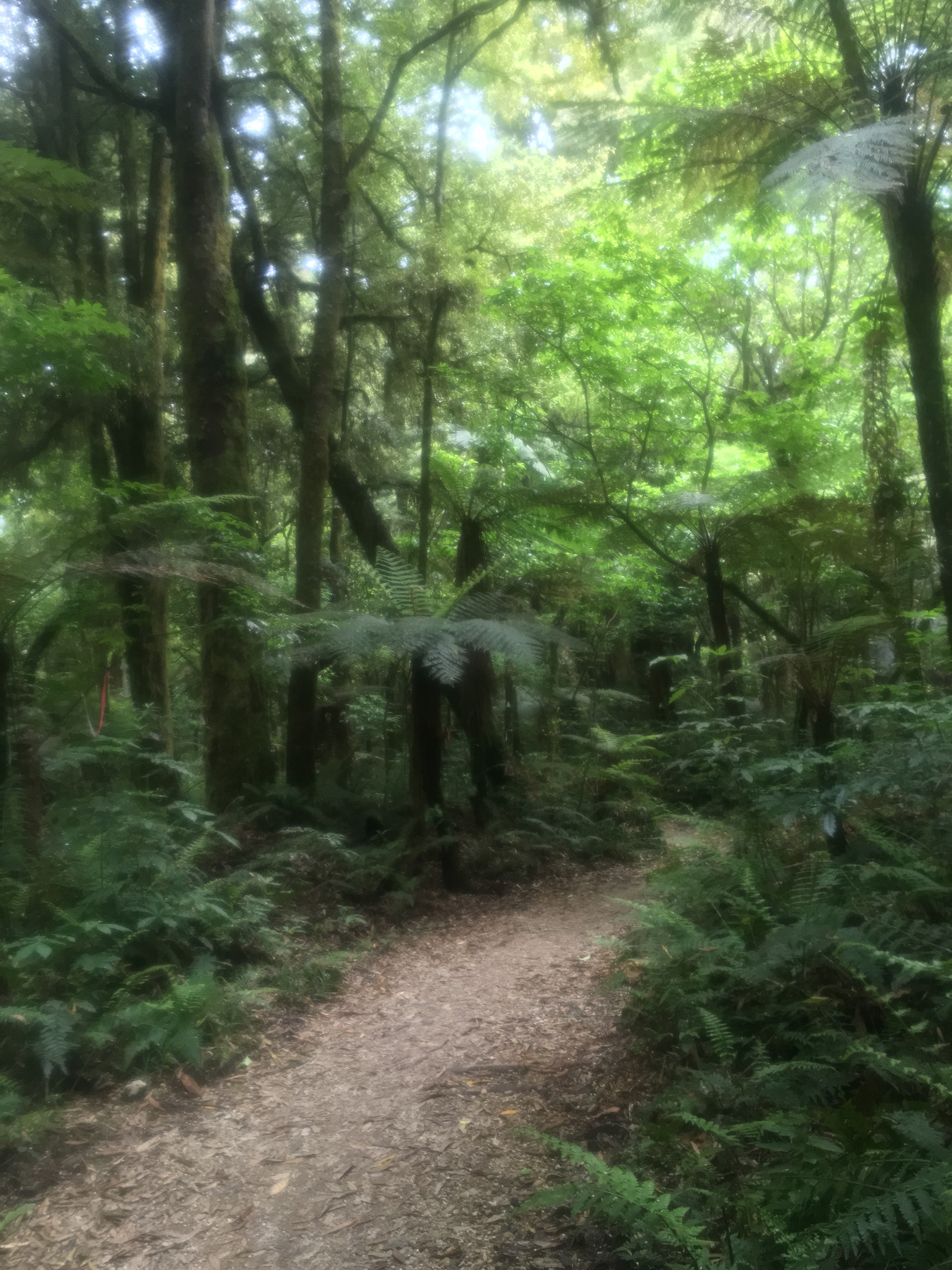 12/7 The Timber Trail – muddy shoe memoirs