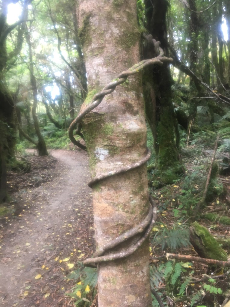 12/7 The Timber Trail – muddy shoe memoirs